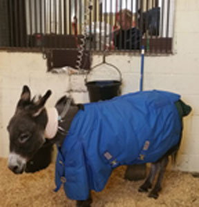 Obesity in Donkeys | Little Longears Miniature Donkey Rescue