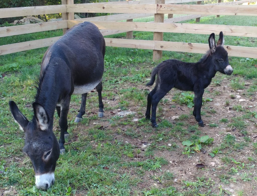 Gracie | Little Longears Miniature Donkey Rescue