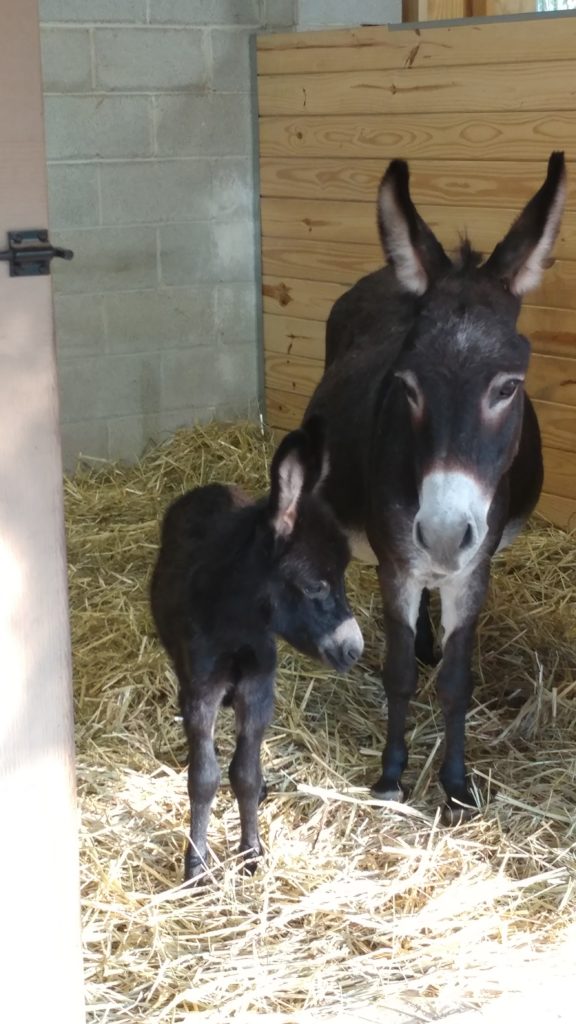 Gracie | Little Longears Miniature Donkey Rescue
