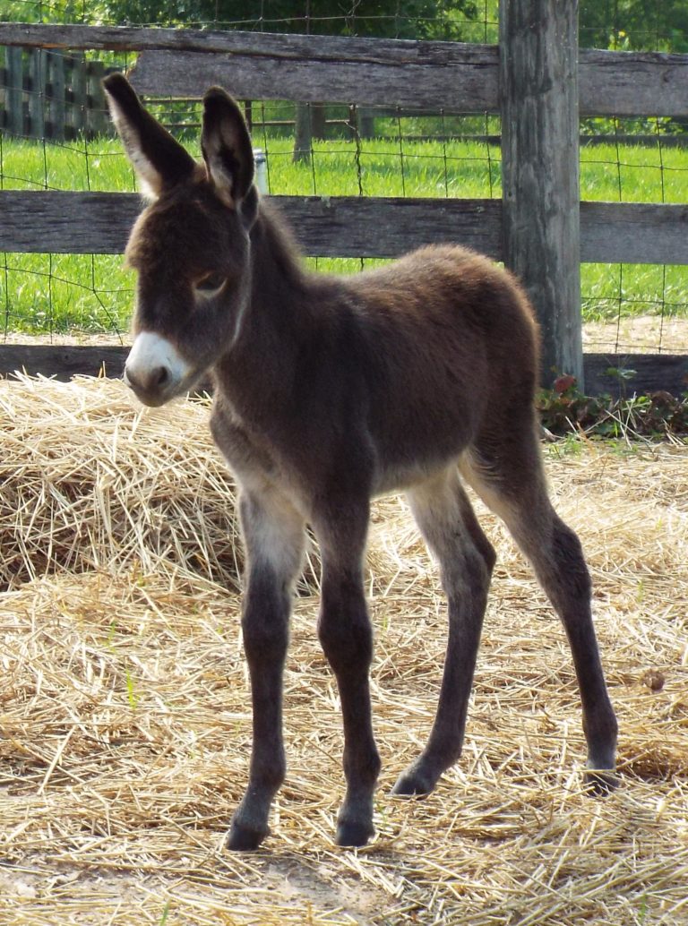 Duncan | Little Longears Miniature Donkey Rescue
