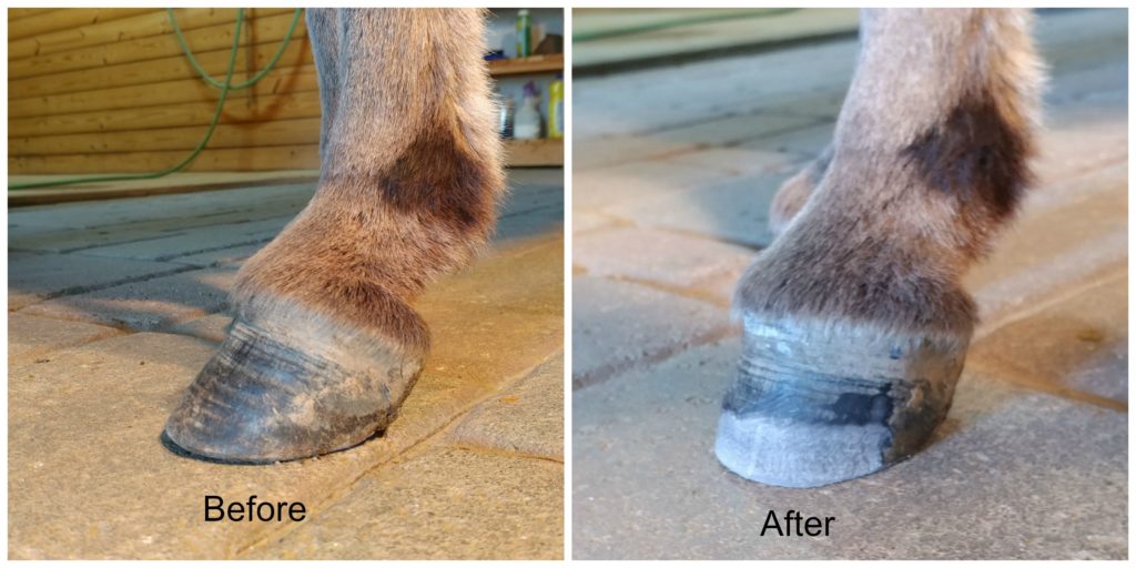 Hoof Care | Little Longears Miniature Donkey Rescue