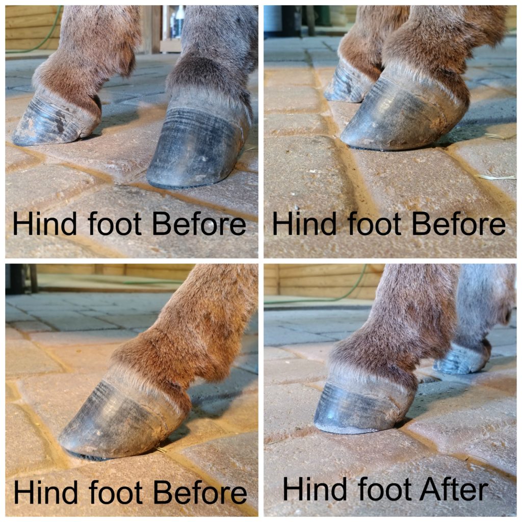 Hoof Care | Little Longears Miniature Donkey Rescue