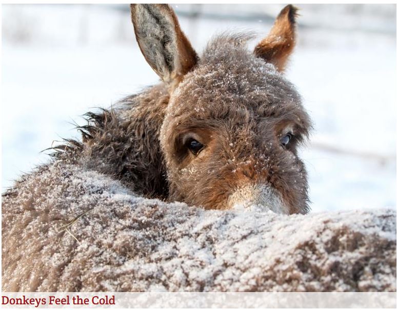 Products We Love | Little Longears Miniature Donkey Rescue