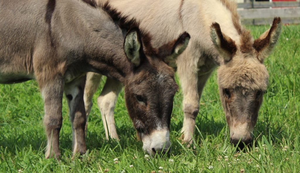 Sponsor a Donkey | Little Longears Miniature Donkey Rescue