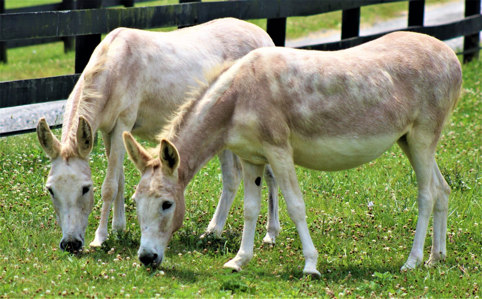 | Little Longears Miniature Donkey Rescue