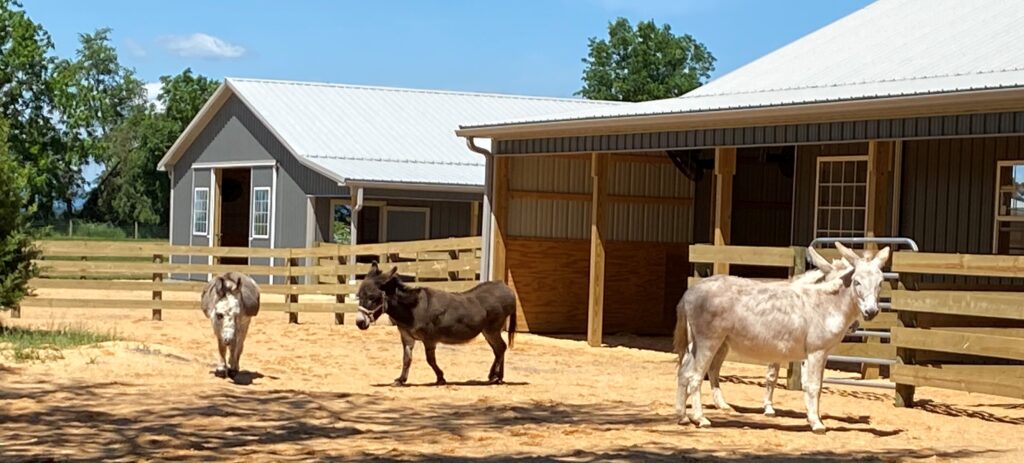 June 2021 Update | Little Longears Miniature Donkey Rescue
