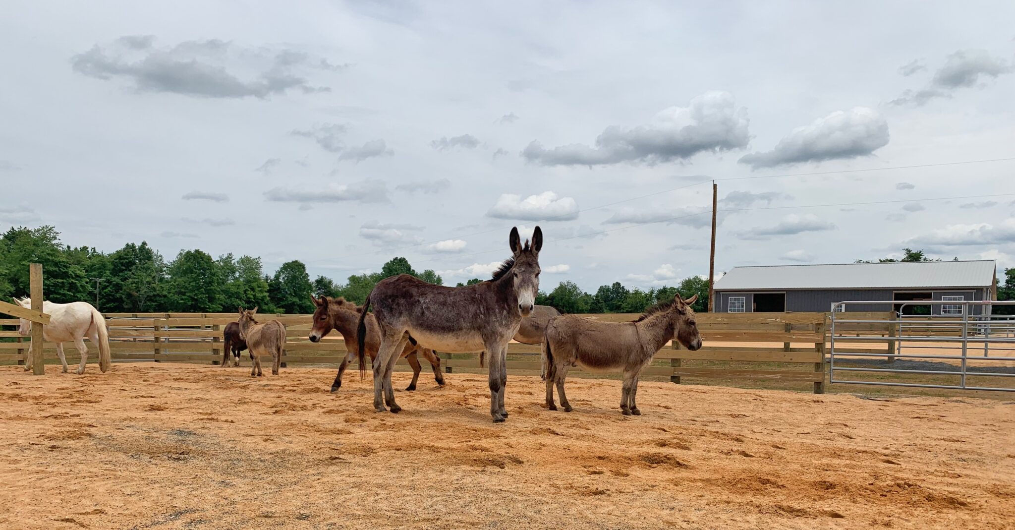 June 2021 Update | Little Longears Miniature Donkey Rescue
