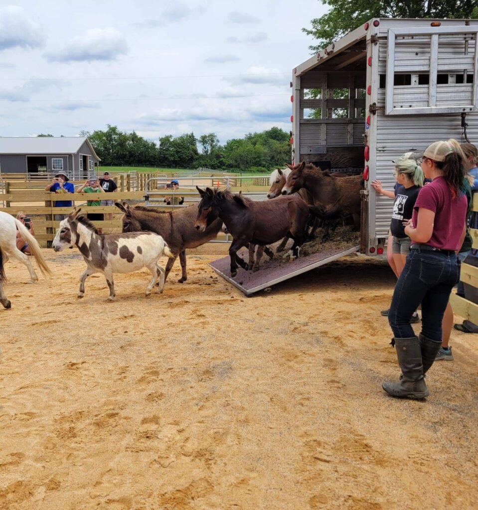 June 2021 Update | Little Longears Miniature Donkey Rescue