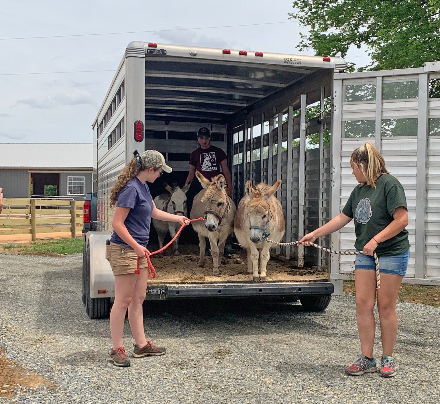 June 2021 Update | Little Longears Miniature Donkey Rescue
