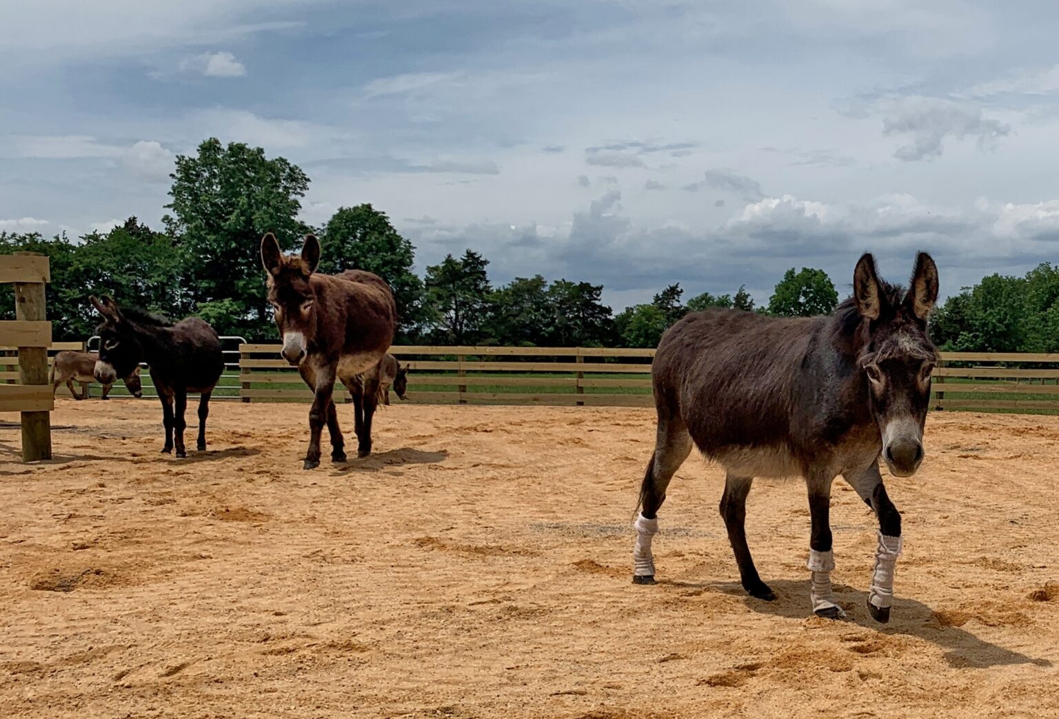 June 2021 Update | Little Longears Miniature Donkey Rescue