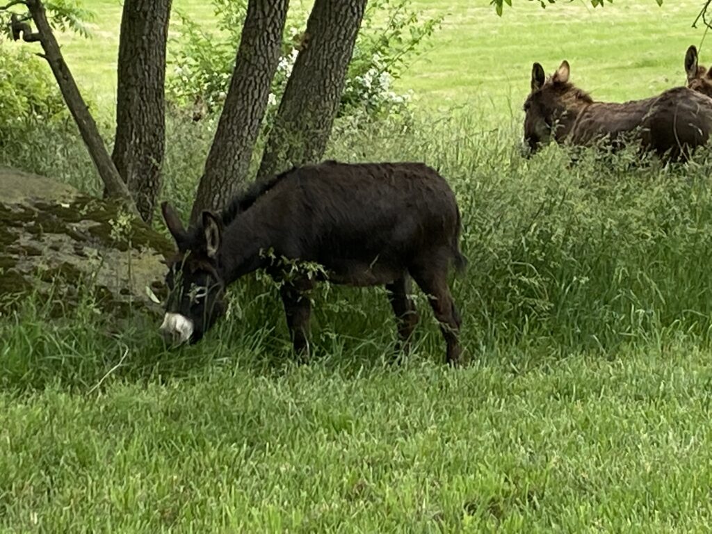 June 2021 Update | Little Longears Miniature Donkey Rescue