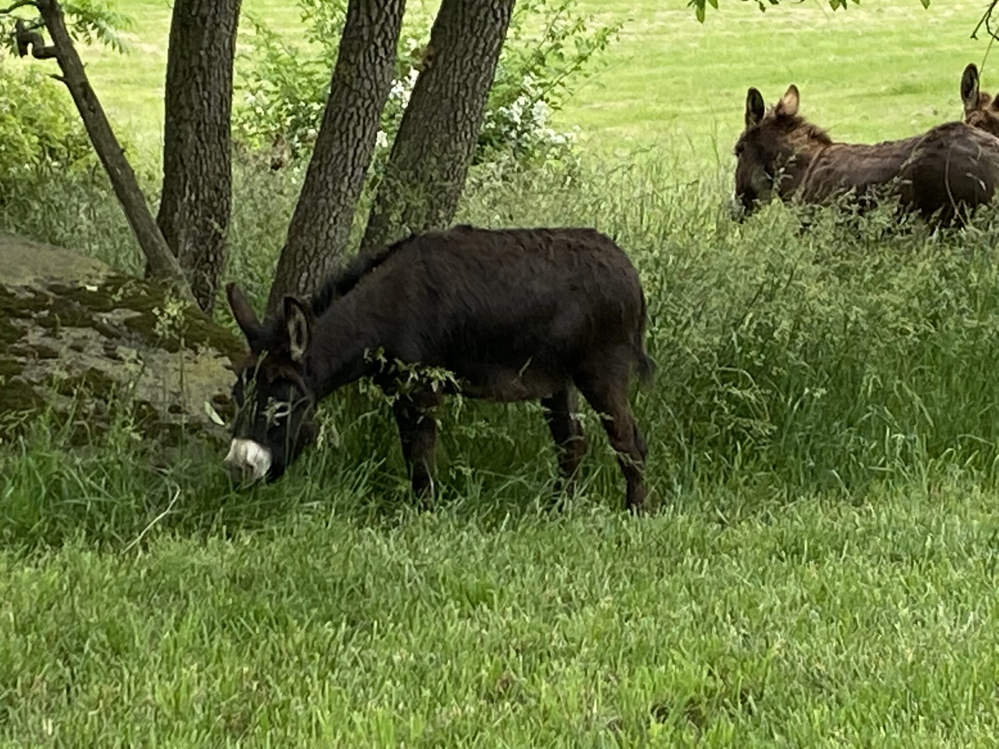 June 2021 Update | Little Longears Miniature Donkey Rescue