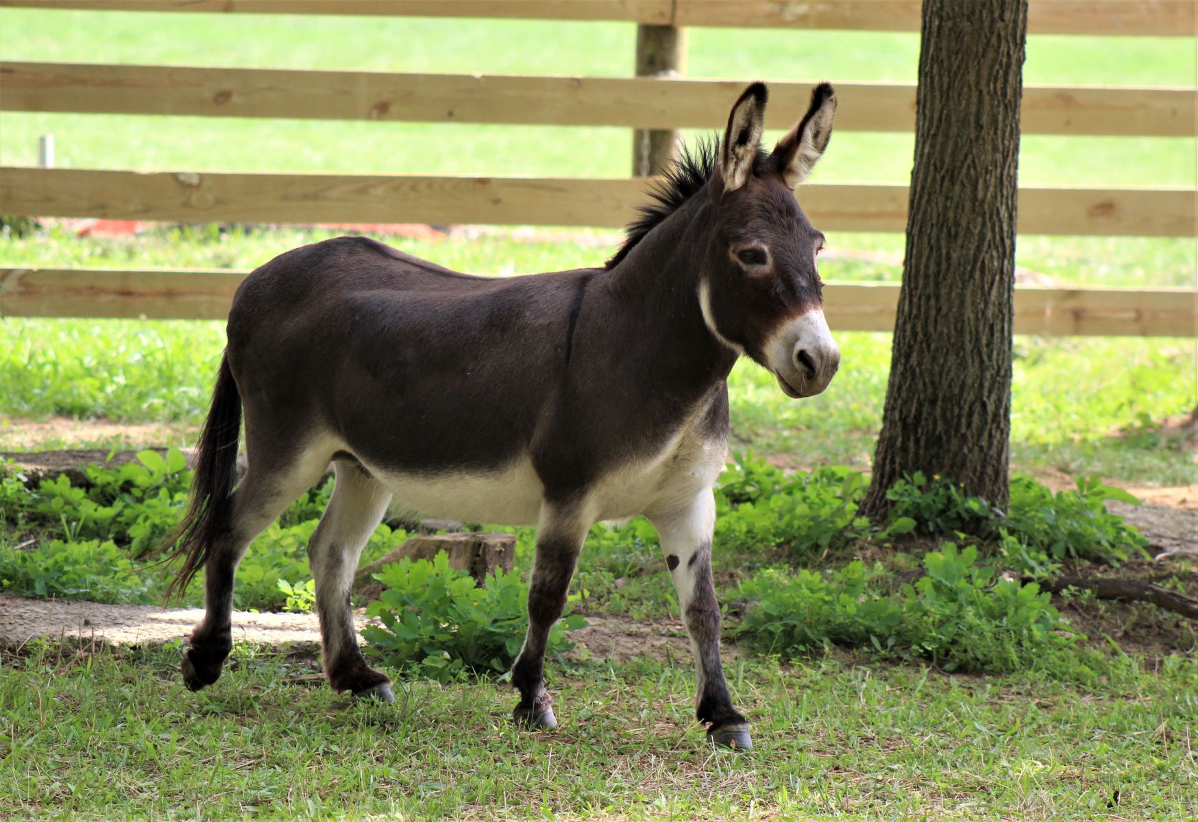 Our Residents | Little Longears Miniature Donkey Rescue
