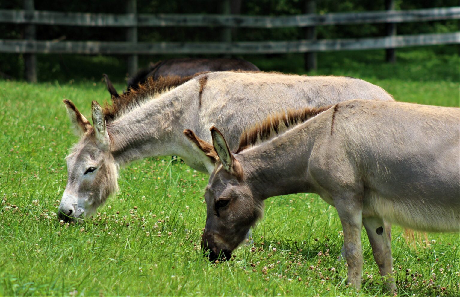 Virtual Adoption Xena & Stella | Little Longears Miniature Donkey Rescue