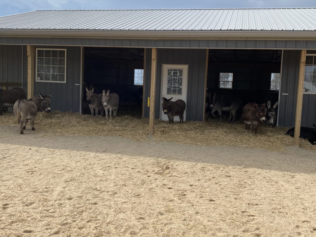 Our New Home | Little Longears Miniature Donkey Rescue