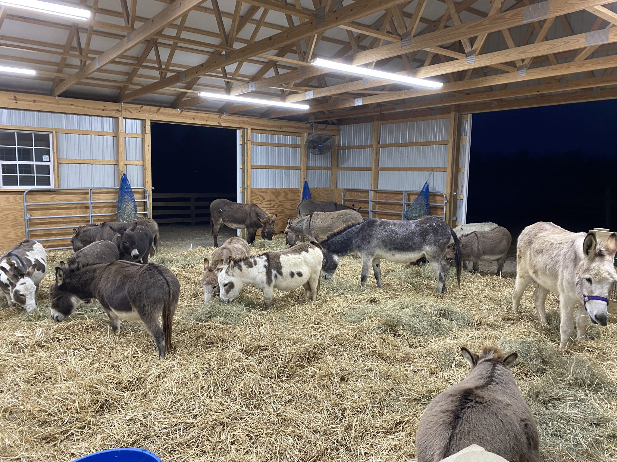 Our New Home | Little Longears Miniature Donkey Rescue