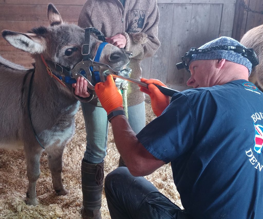 Dental Care | Little Longears Miniature Donkey Rescue