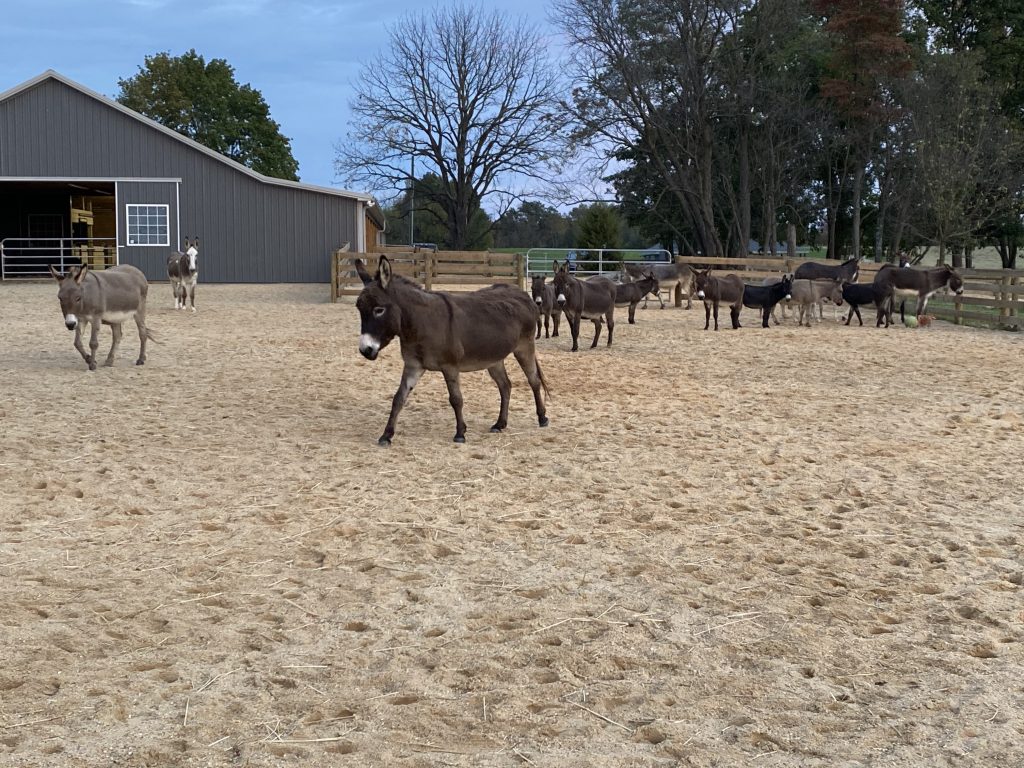 Our New Home | Little Longears Miniature Donkey Rescue