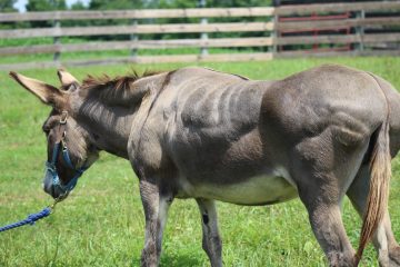 Obesity in Donkeys | Little Longears Miniature Donkey Rescue