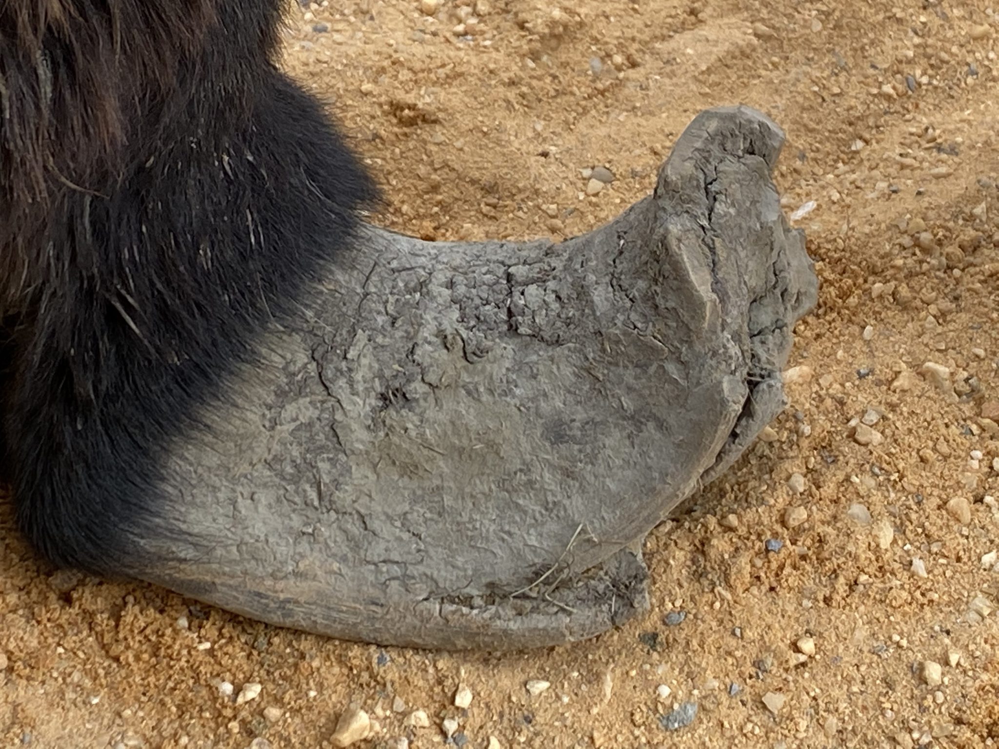 Hoof Care | Little Longears Miniature Donkey Rescue