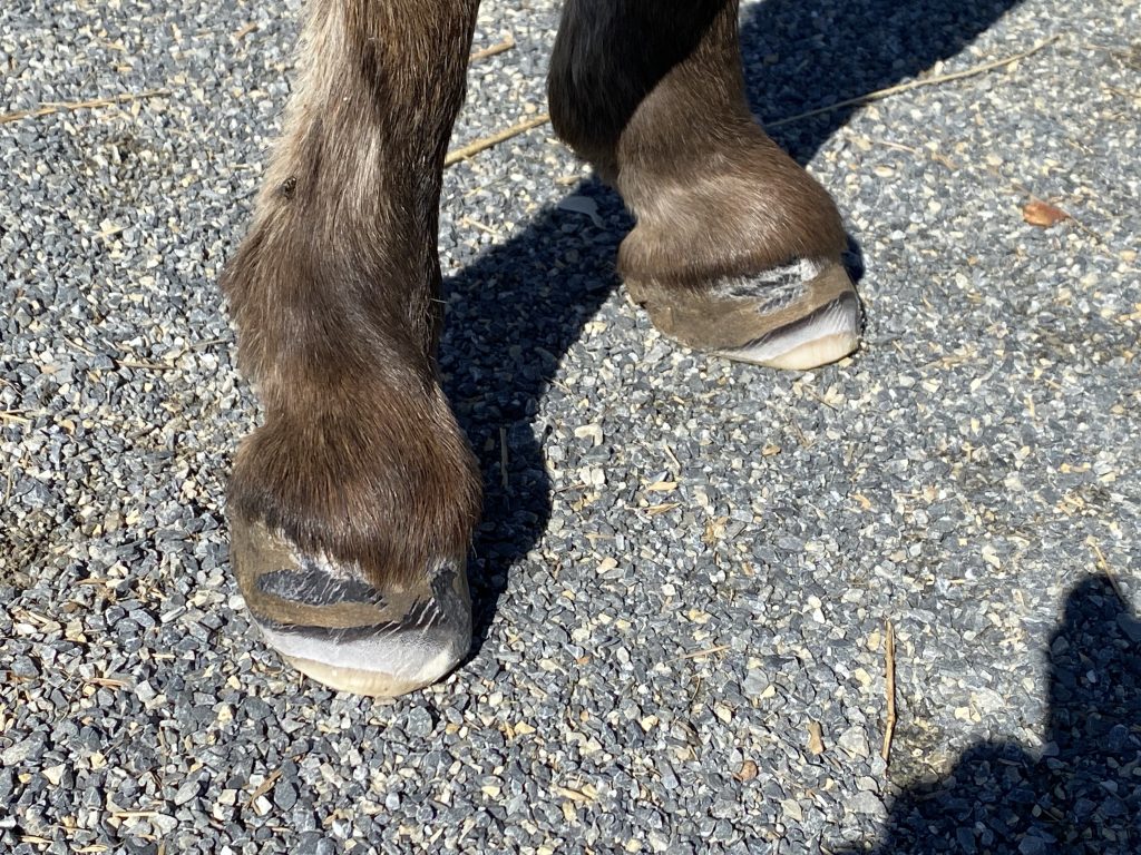 Hoof Care | Little Longears Miniature Donkey Rescue