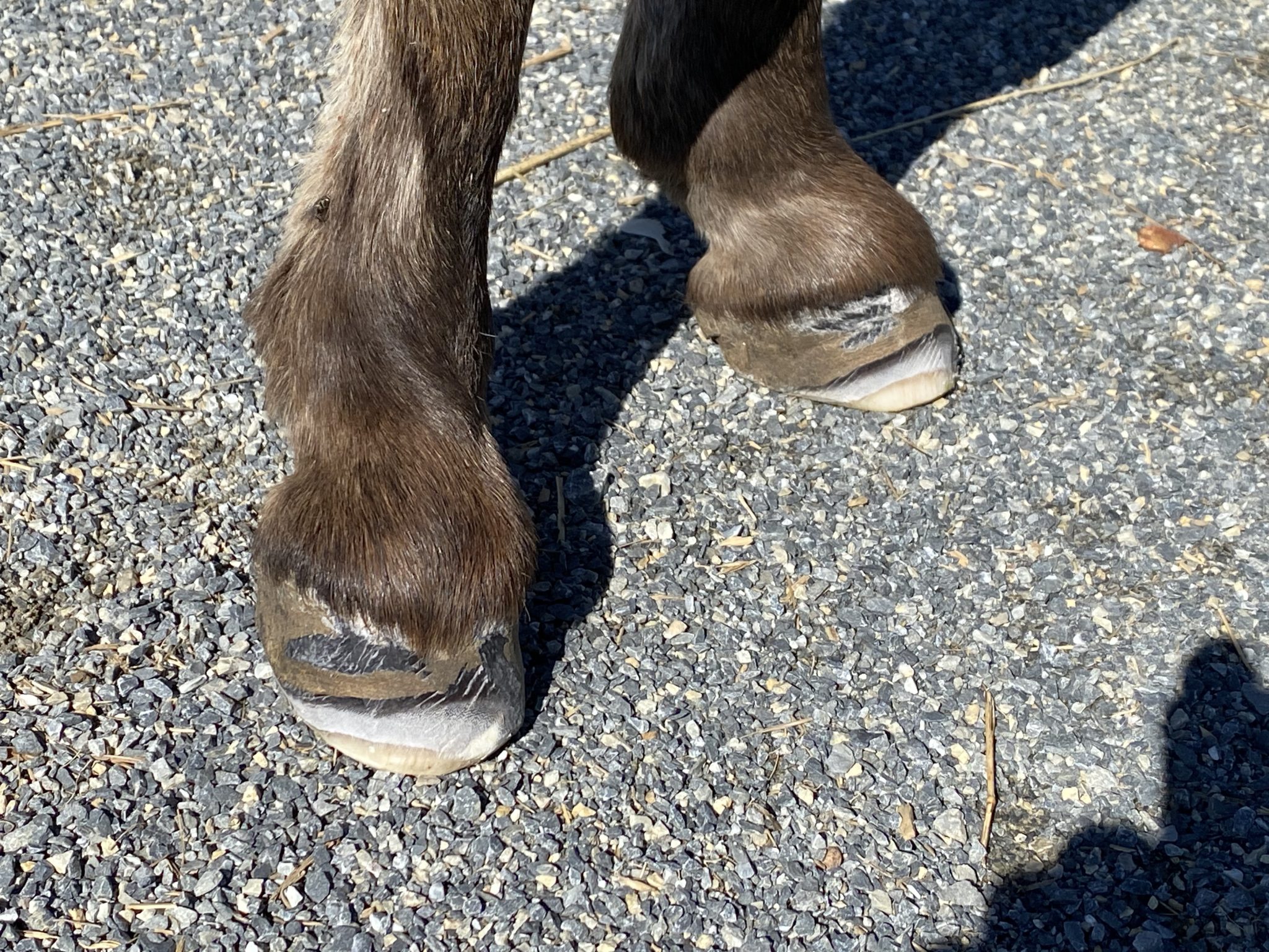 Hoof Care | Little Longears Miniature Donkey Rescue