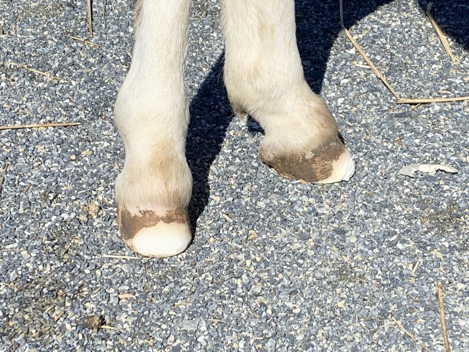 Hoof Care | Little Longears Miniature Donkey Rescue