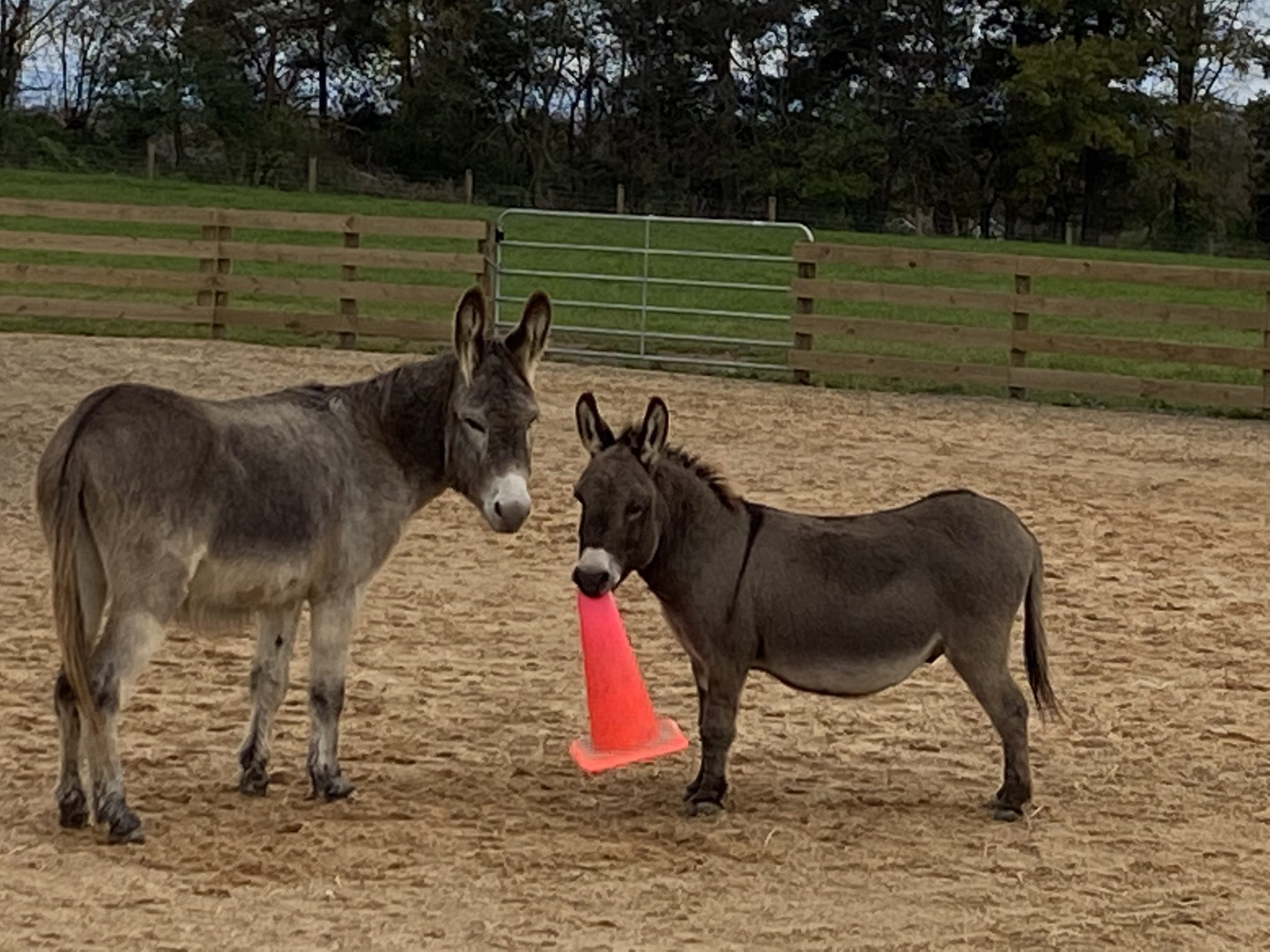 Donkey Care | Little Longears Miniature Donkey Rescue
