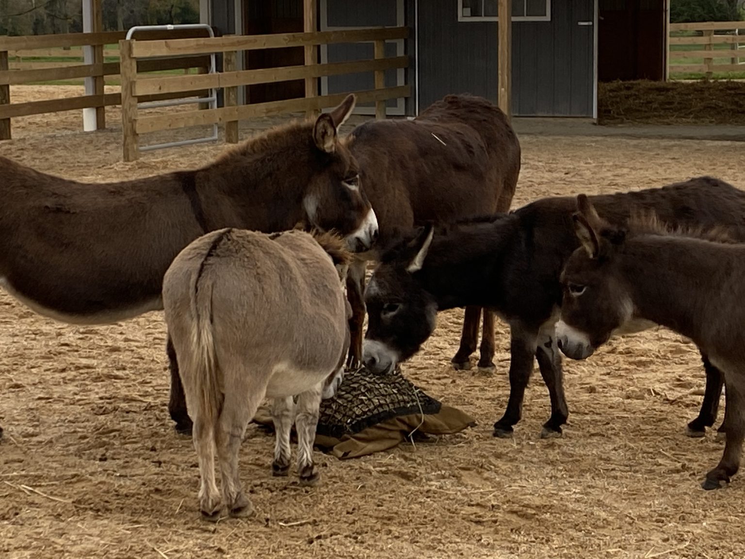 Donkey Care | Little Longears Miniature Donkey Rescue