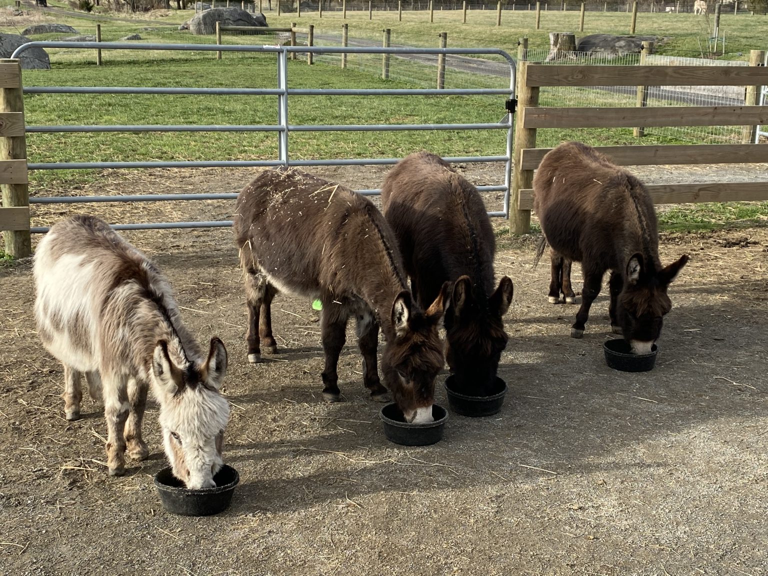 Donkey Care | Little Longears Miniature Donkey Rescue