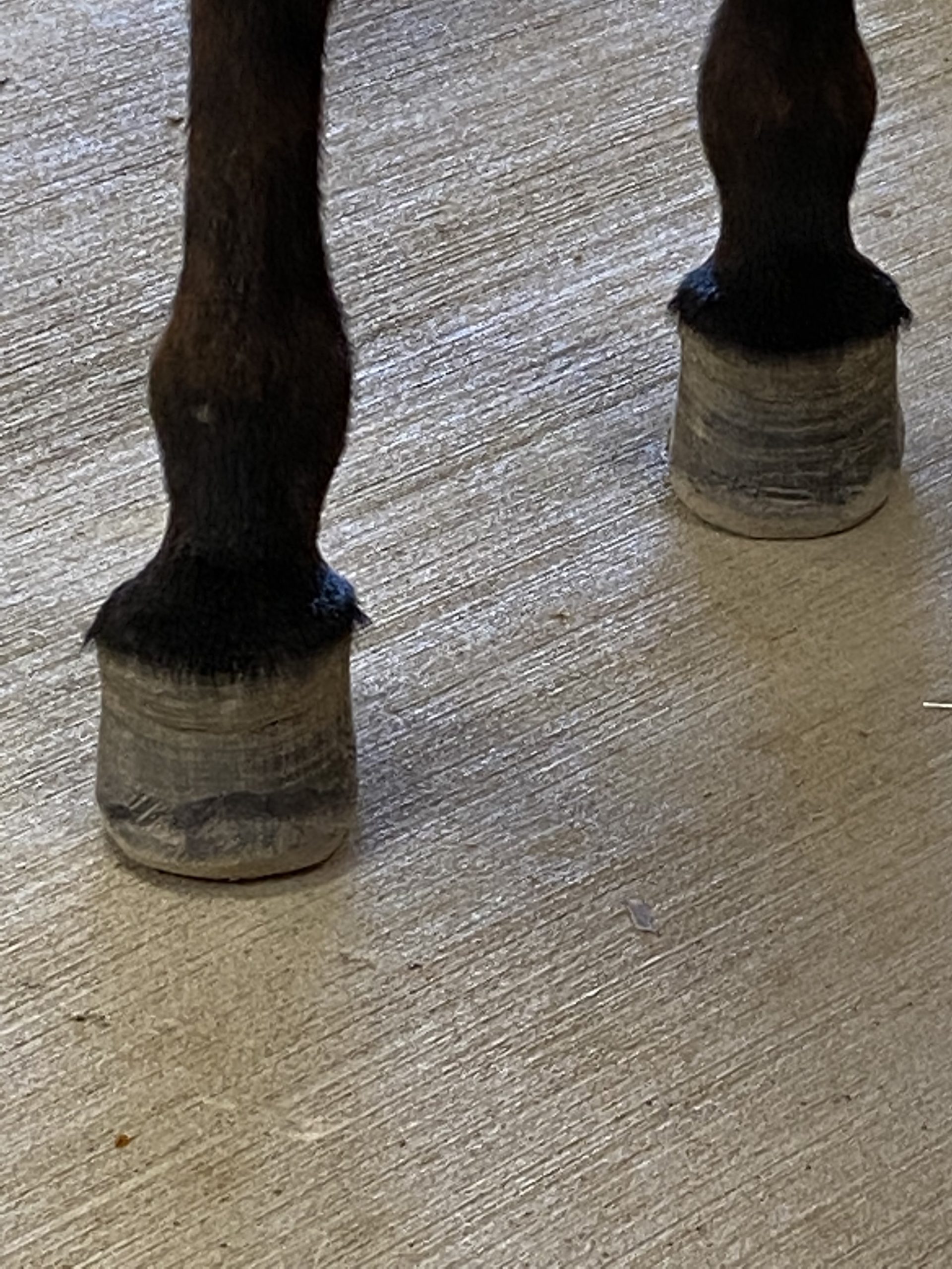 Hoof Care | Little Longears Miniature Donkey Rescue