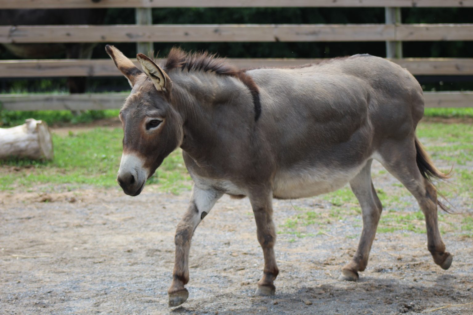 Obesity in Donkeys | Little Longears Miniature Donkey Rescue