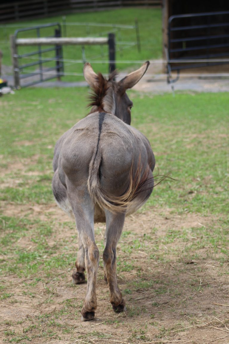 Obesity in Donkeys | Little Longears Miniature Donkey Rescue