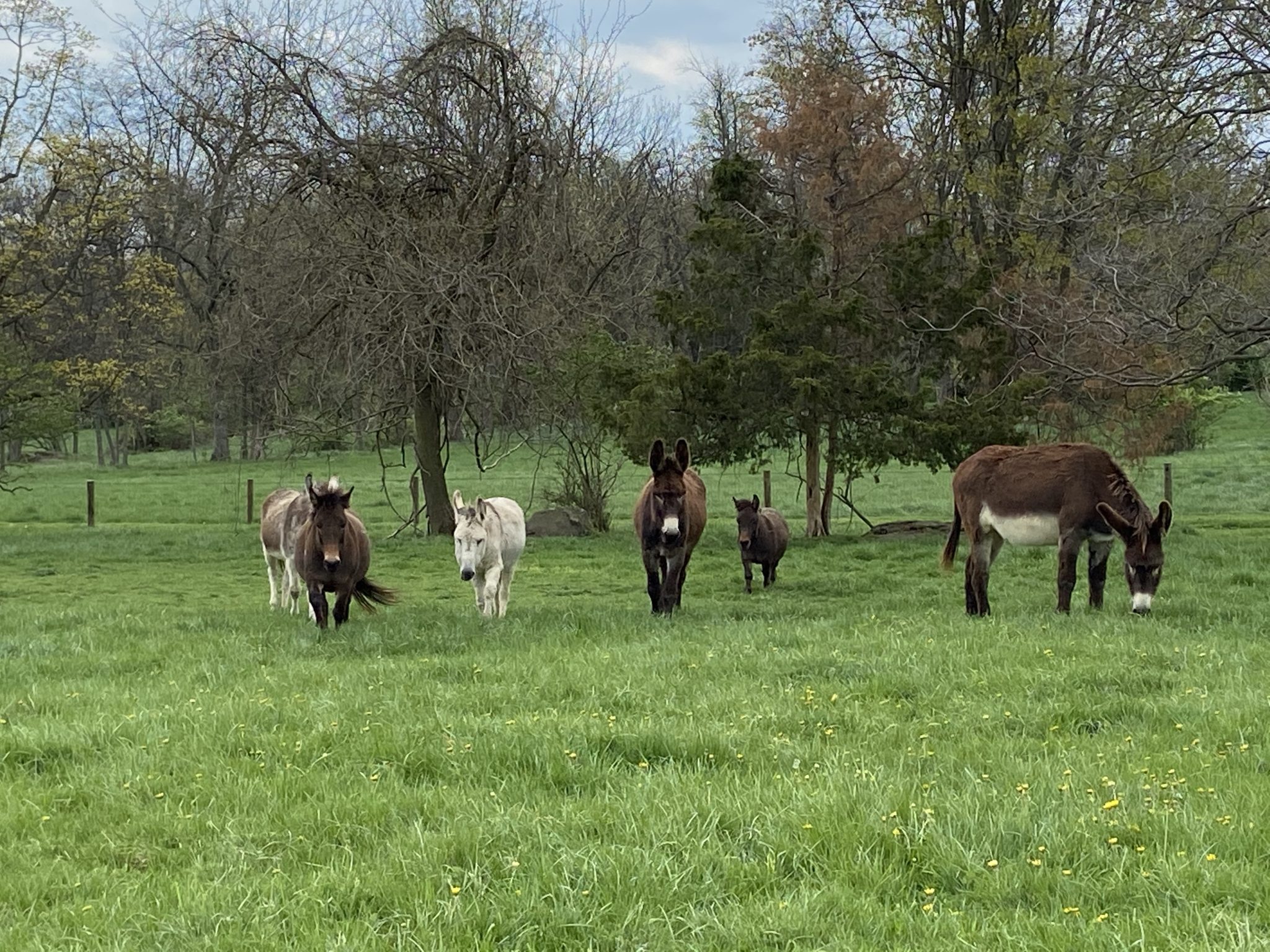 Our New Home | Little Longears Miniature Donkey Rescue