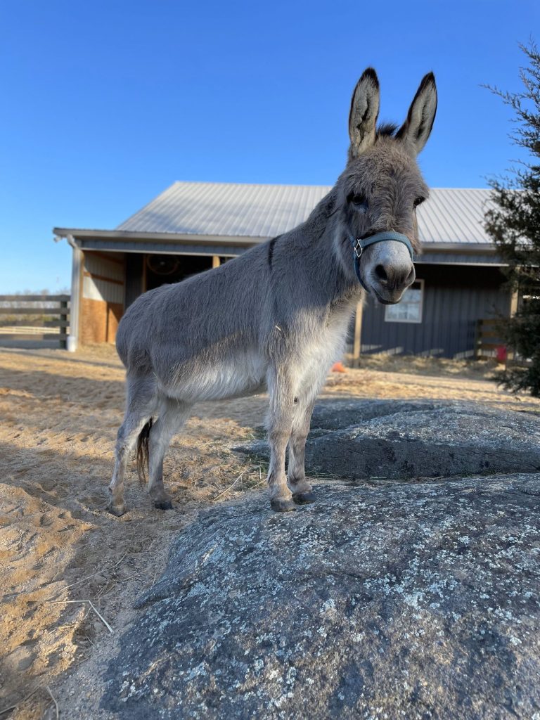 Sponsor a Donkey | Little Longears Miniature Donkey Rescue
