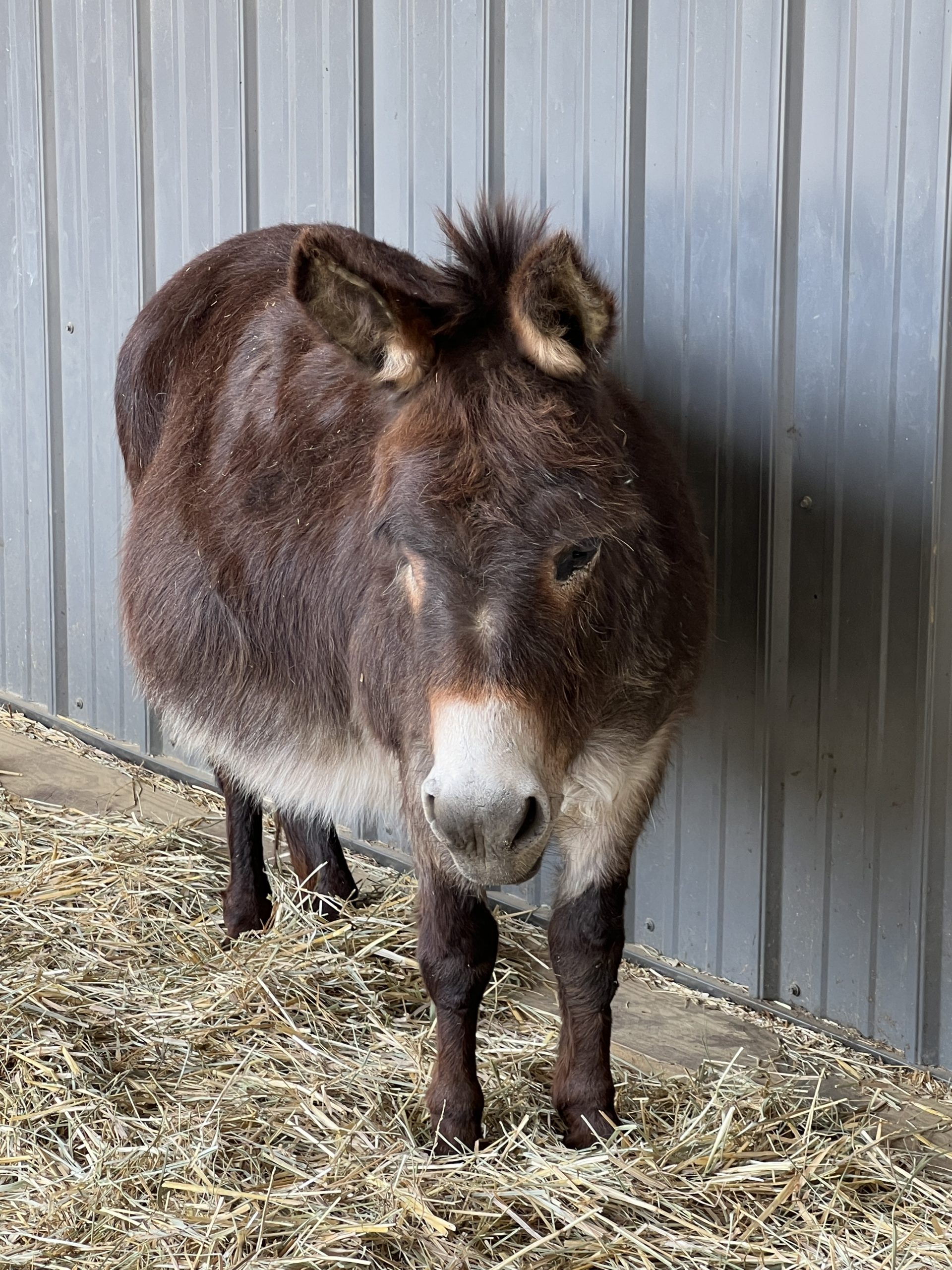 Sponsor a Donkey | Little Longears Miniature Donkey Rescue
