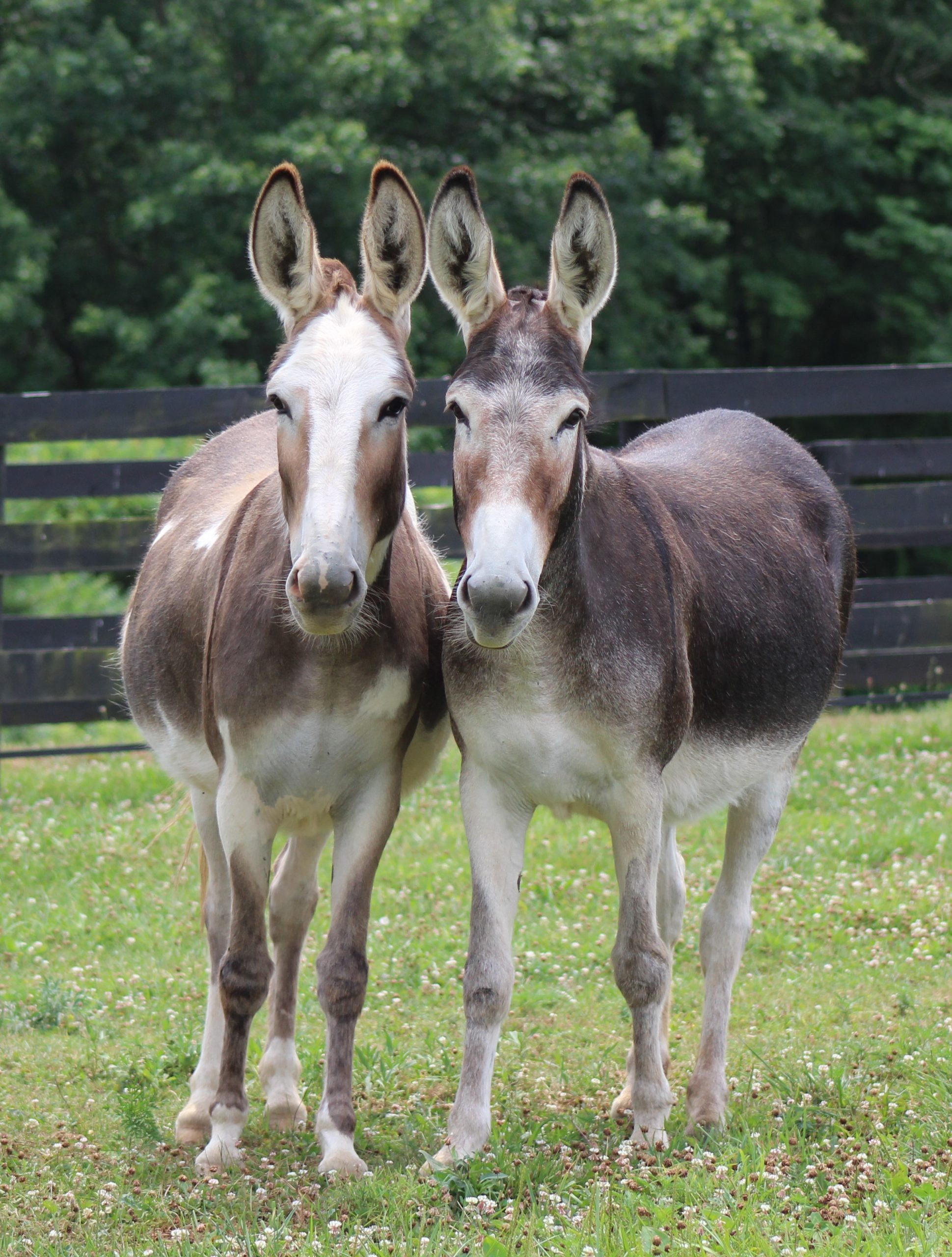 Sponsor a Donkey | Little Longears Miniature Donkey Rescue