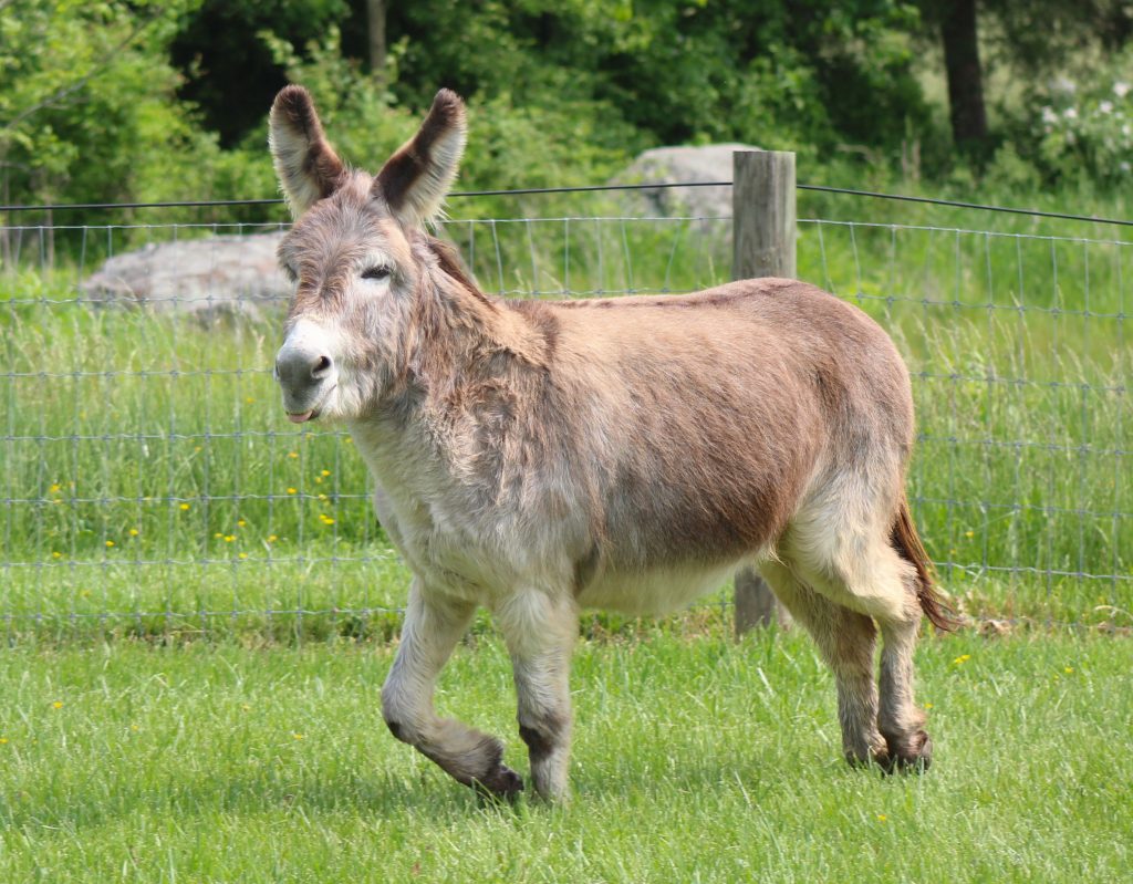 Sponsor a Donkey | Little Longears Miniature Donkey Rescue
