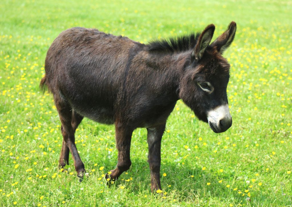 Sponsor a Donkey | Little Longears Miniature Donkey Rescue