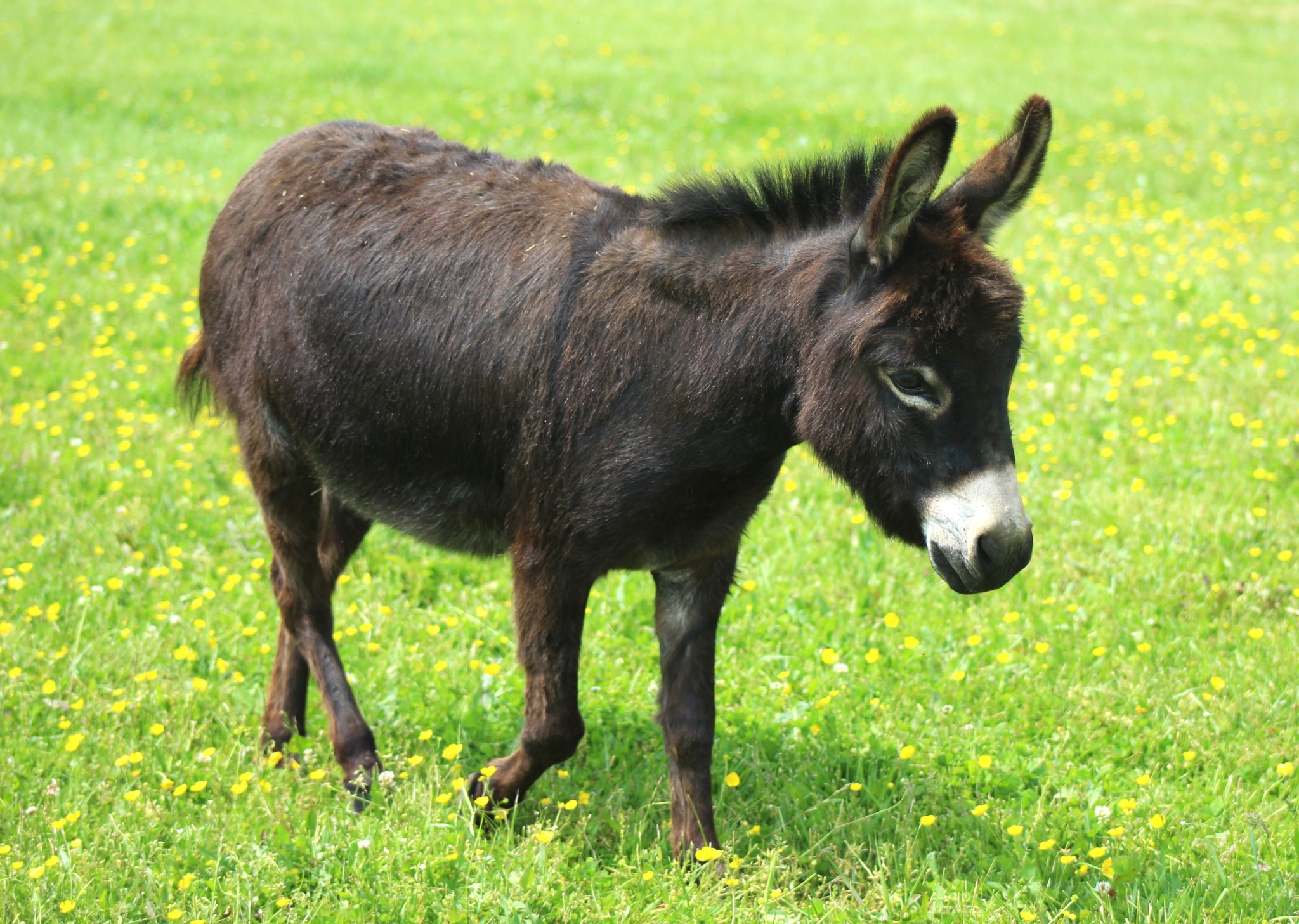Sponsor a Donkey | Little Longears Miniature Donkey Rescue